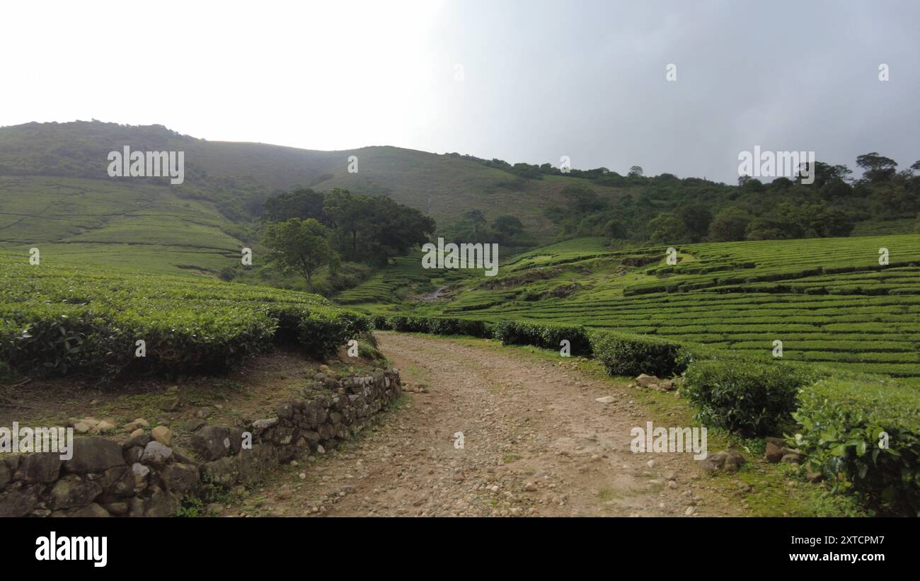 Beautiful shot evergreen forest hi-res stock photography and images - Alamy