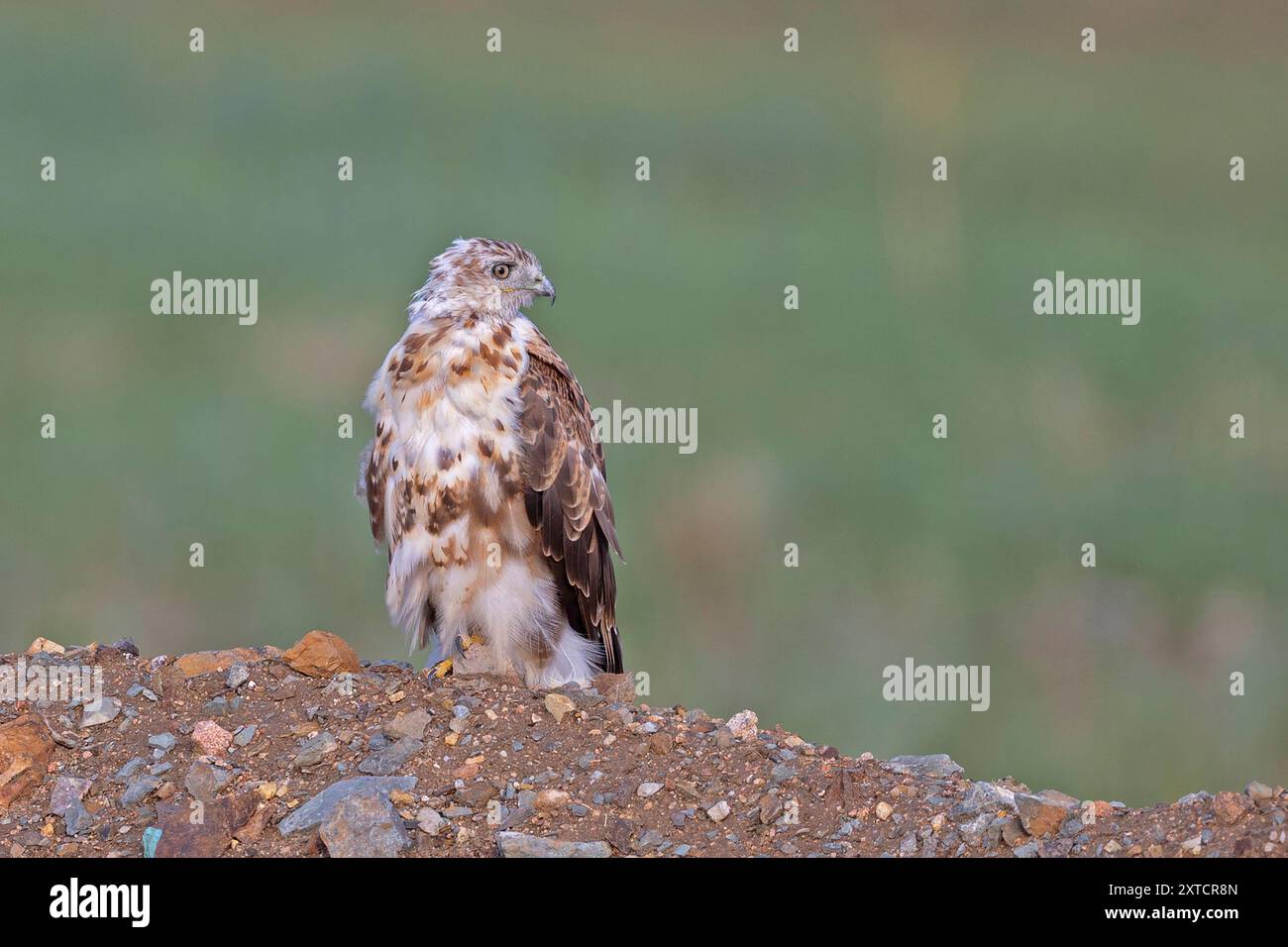 Upland buzzard (Buteo hemilasius) is a species of bird of prey in the ...
