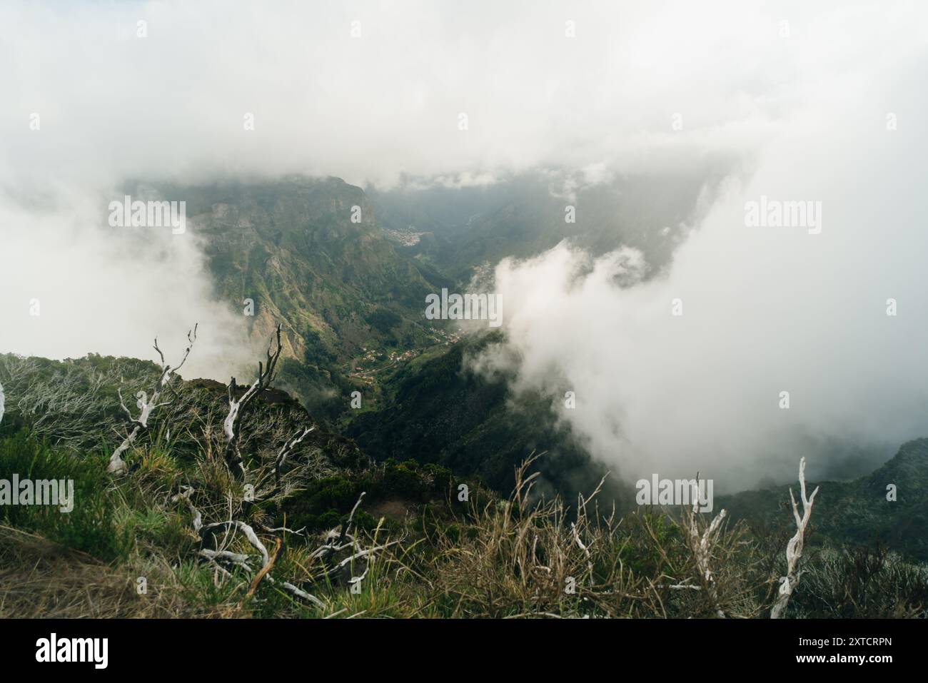 Magical misty green forest with waterfalls in Levada do Norte, Madeira ...