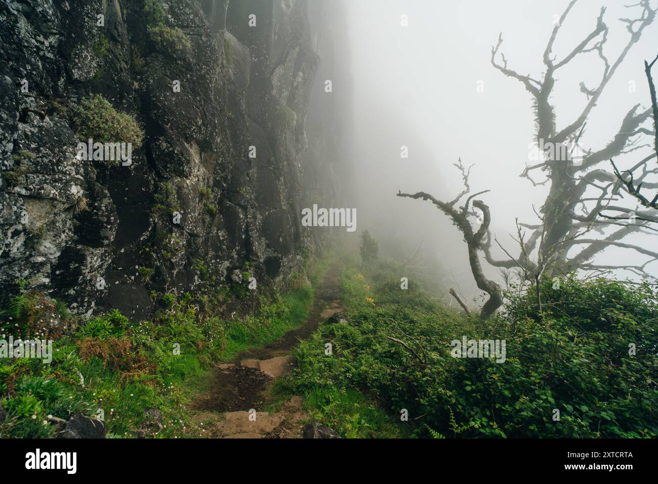 Magical misty green forest with waterfalls in Levada do Norte, Madeira ...