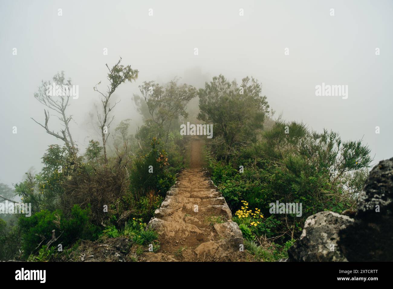 Magical misty green forest with waterfalls in Levada do Norte, Madeira ...