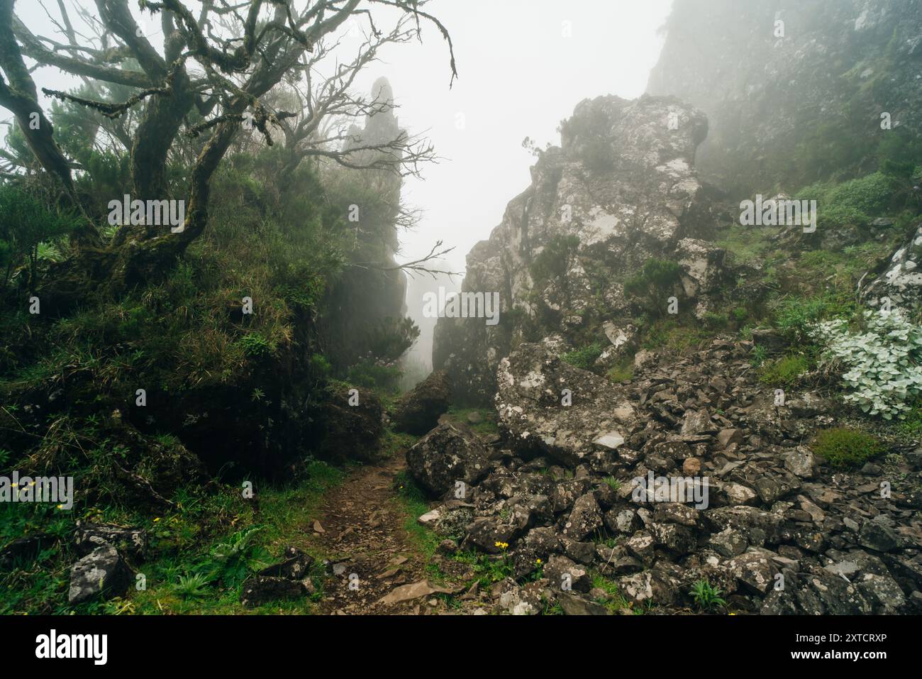 Magical misty green forest with waterfalls in Levada do Norte, Madeira ...
