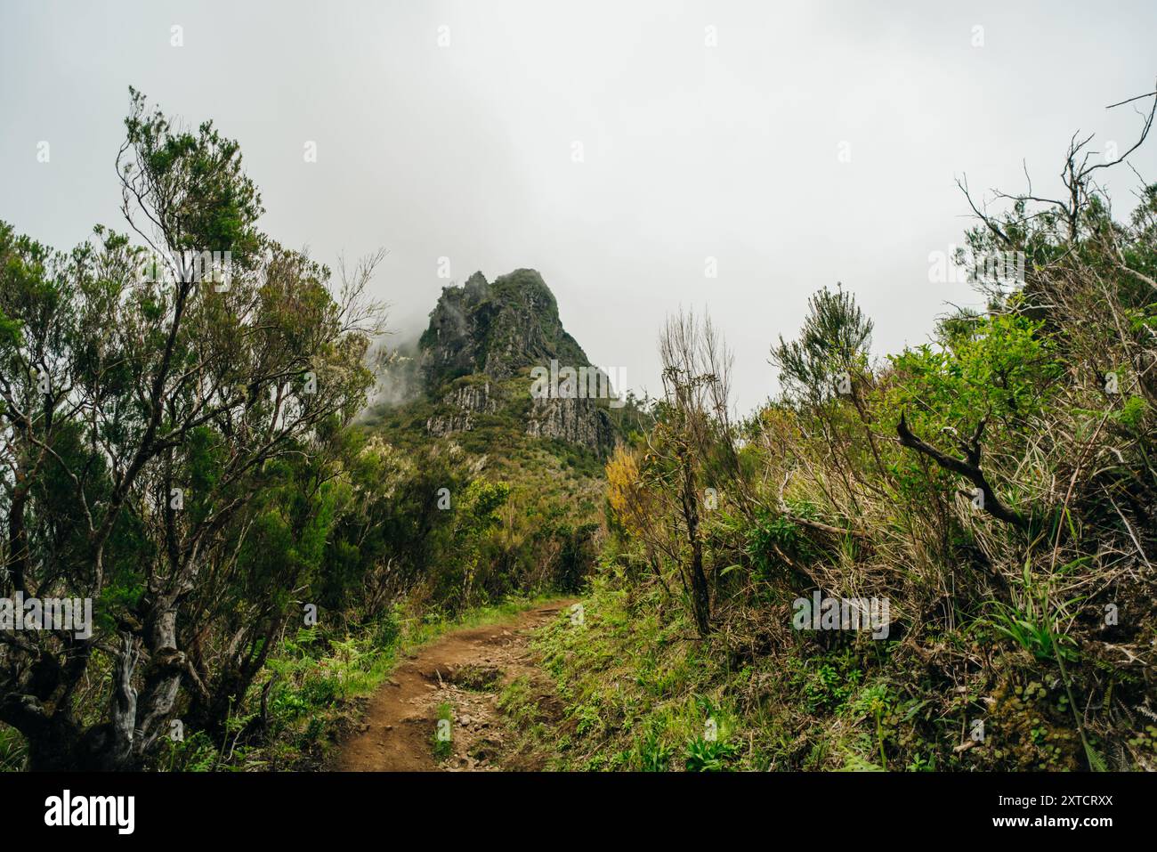 Magical misty green forest with waterfalls in Levada do Norte, Madeira ...