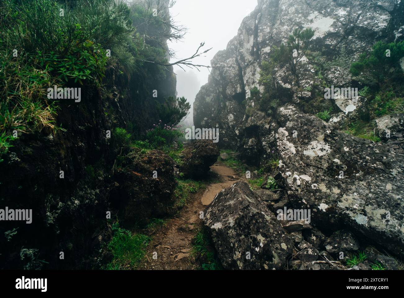 Magical misty green forest with waterfalls in Levada do Norte, Madeira ...