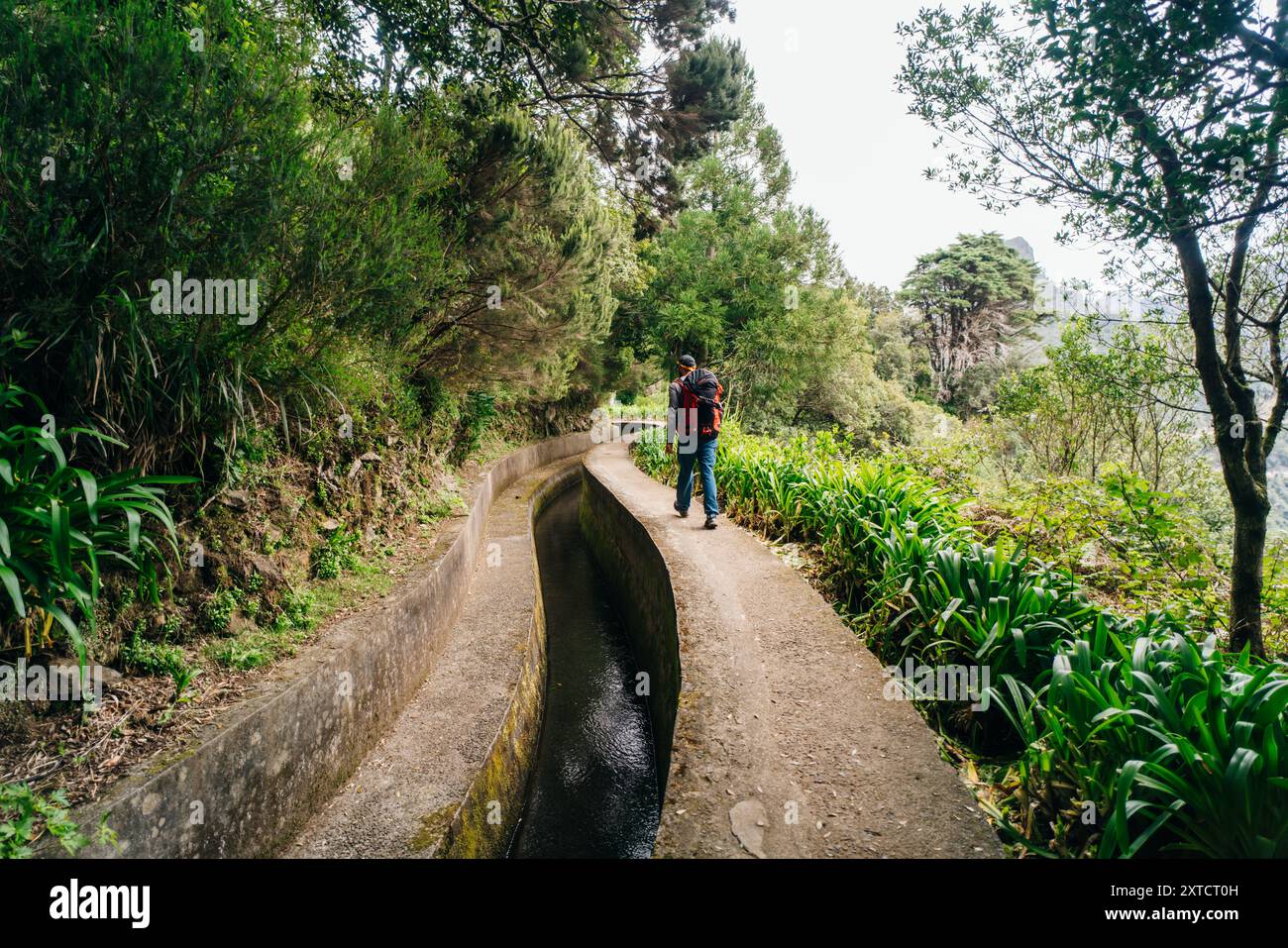 Magical misty green forest with waterfalls in Levada do Norte, Madeira ...