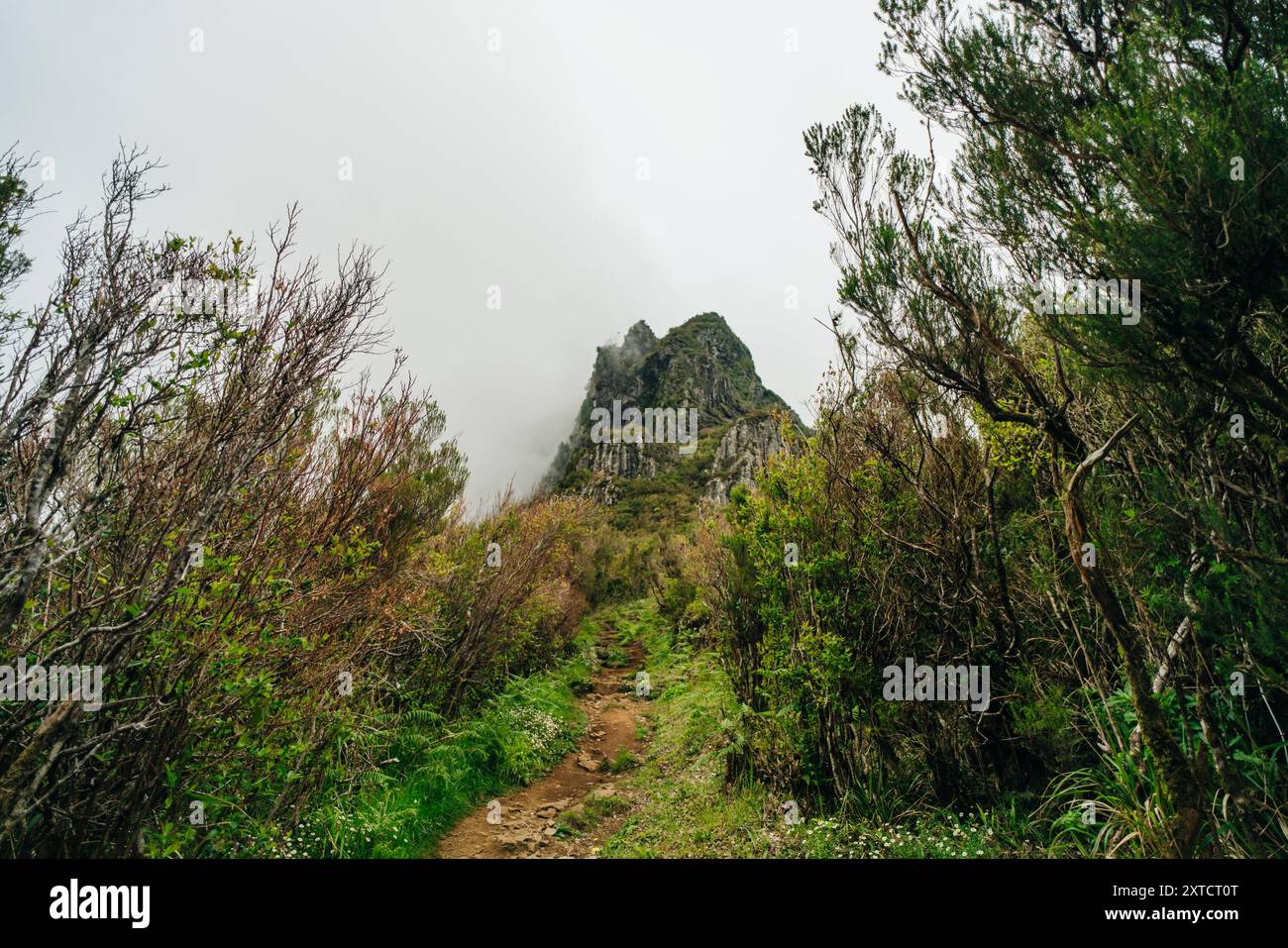 Magical misty green forest with waterfalls in Levada do Norte, Madeira ...
