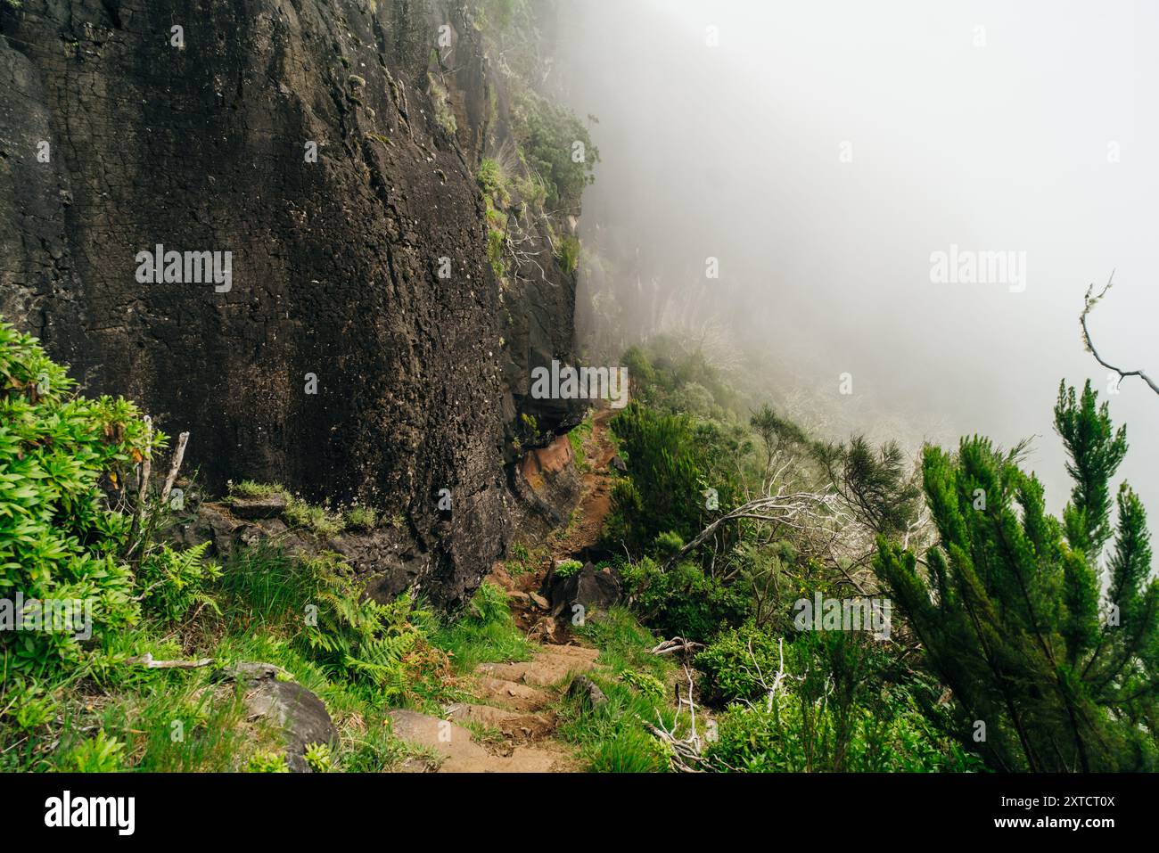 Magical misty green forest with waterfalls in Levada do Norte, Madeira ...