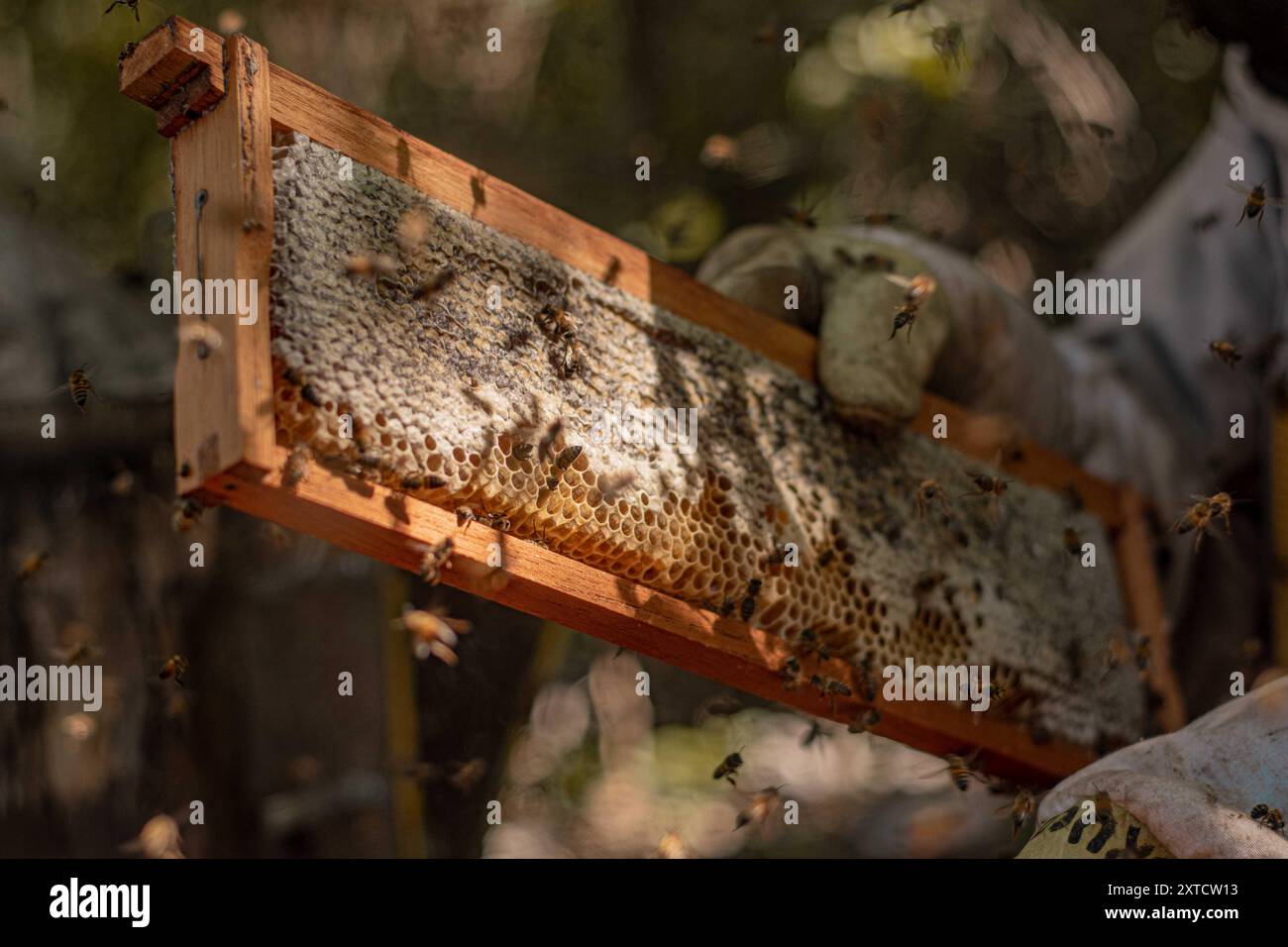 Miel en panal Stock Photo - Alamy
