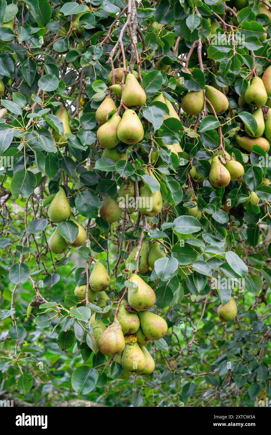 Pears on trees branch hi-res stock photography and images - Alamy