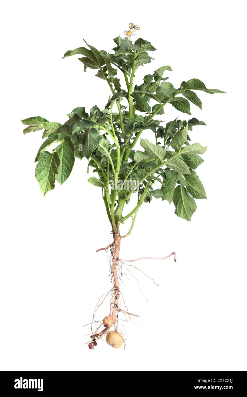 Potato plant with tubers isolated on white Stock Photo - Alamy