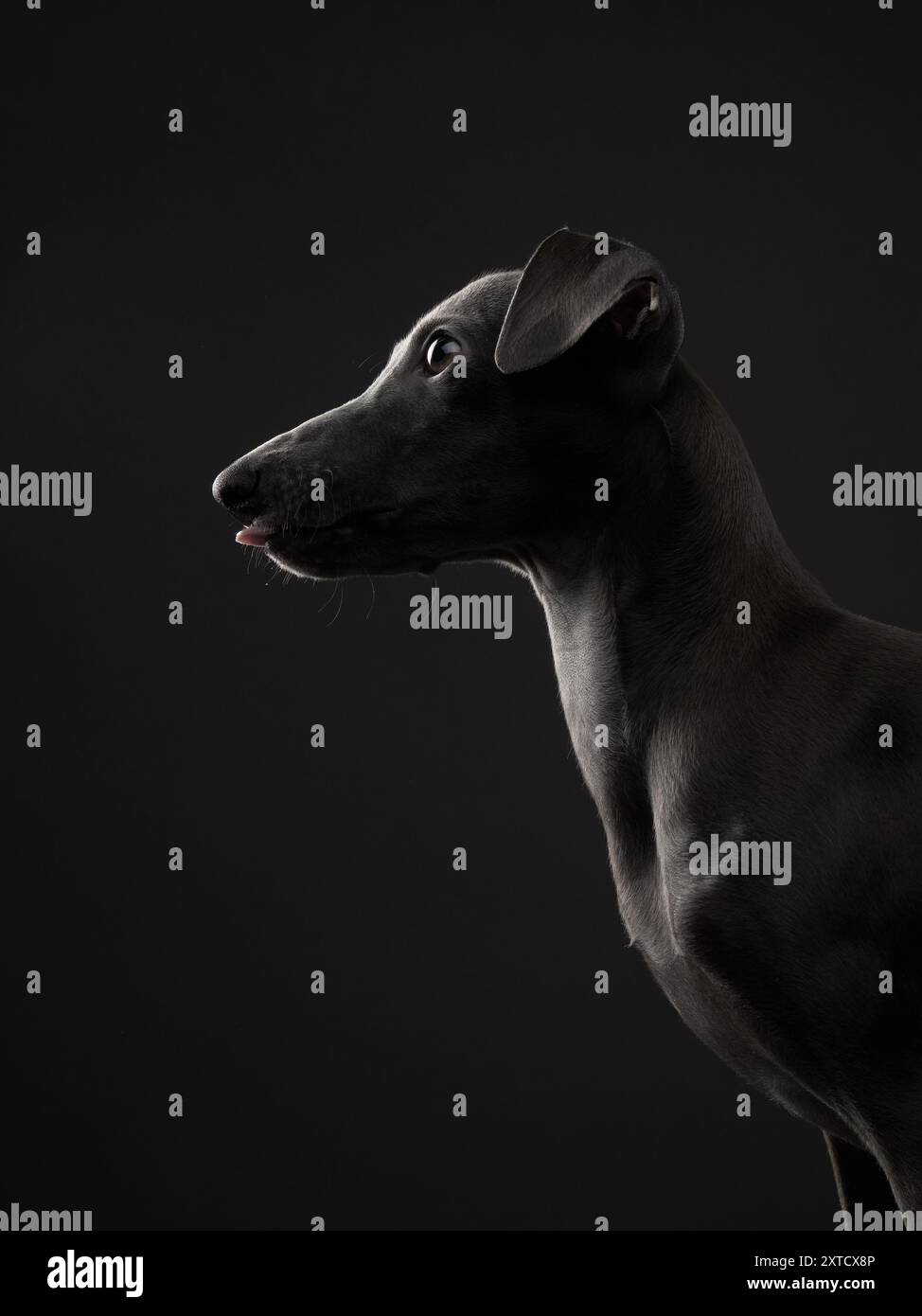 This profile shot of an Italian Greyhound captures its streamlined ...