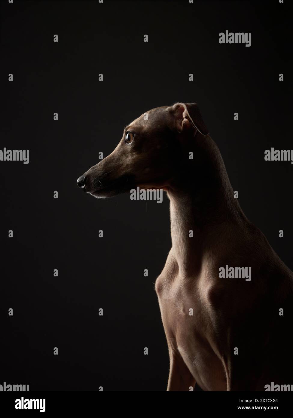 Showcasing slender hi-res stock photography and images - Alamy