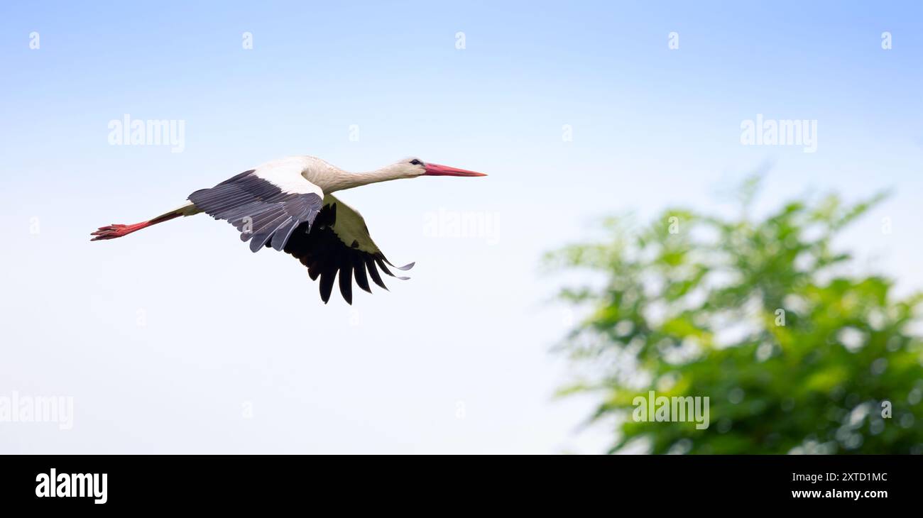White stork ciconiiformes ciconia hi-res stock photography and images ...