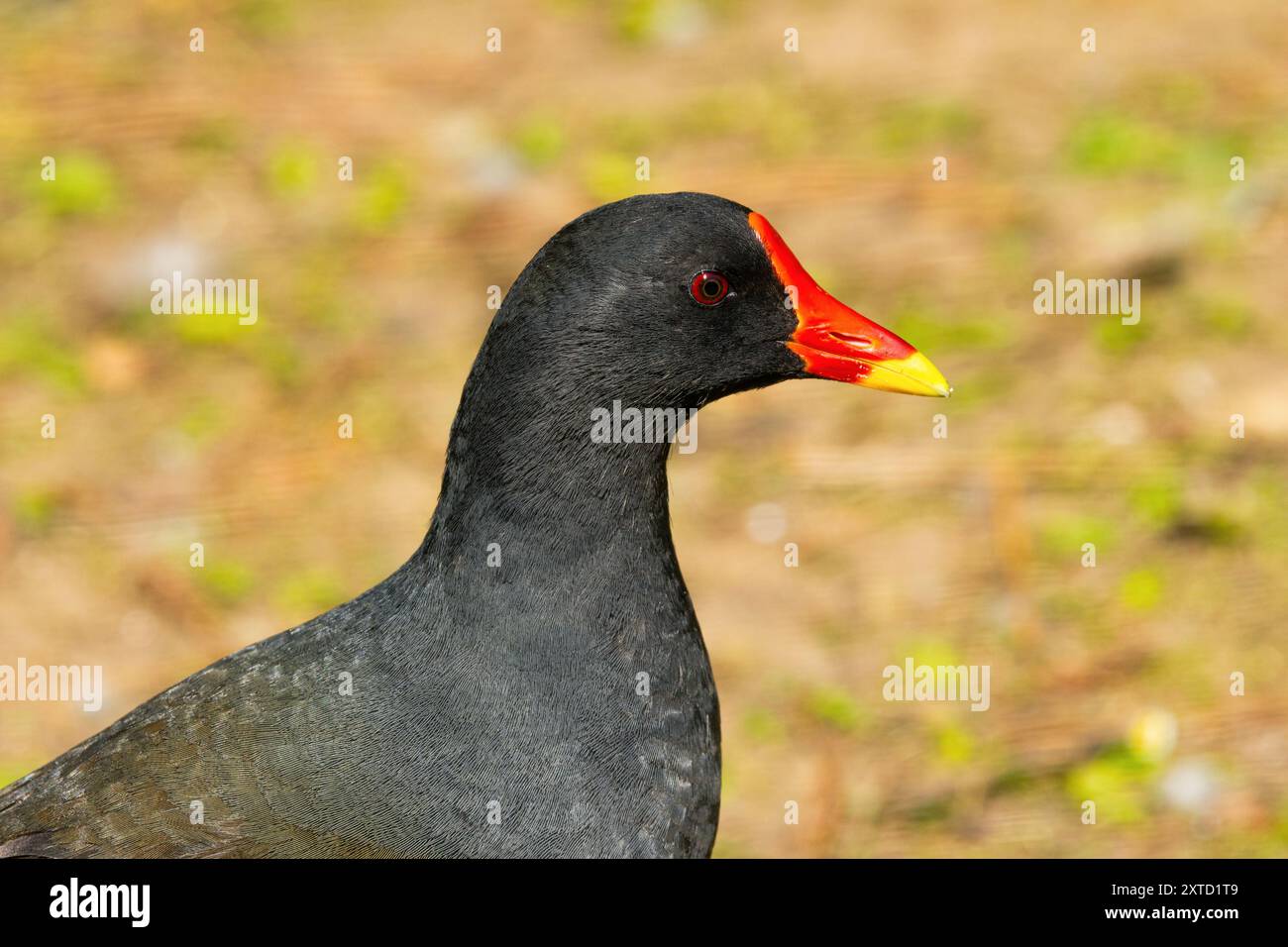 The Moorhen is a common bird of the waterways around the UK. Found in ...