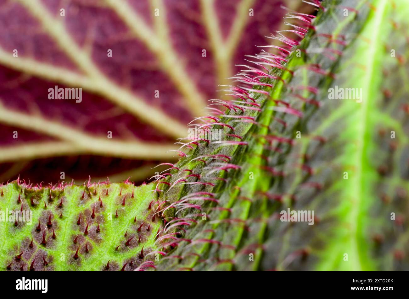 Close up leaf begonia hi-res stock photography and images - Alamy