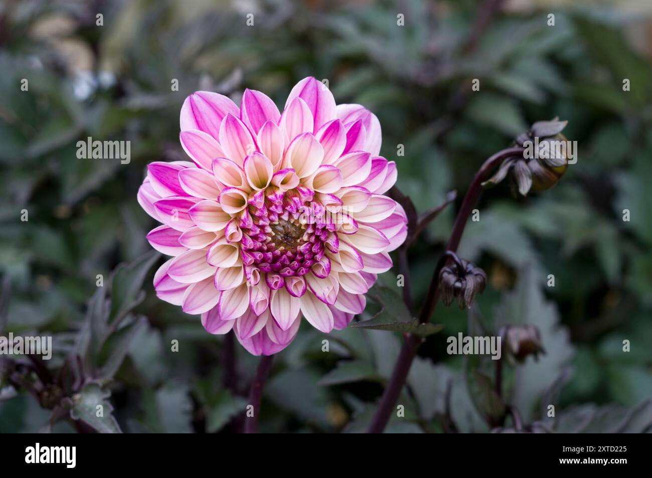 Dahlia Dalaya Meena Kala Stock Photo - Alamy
