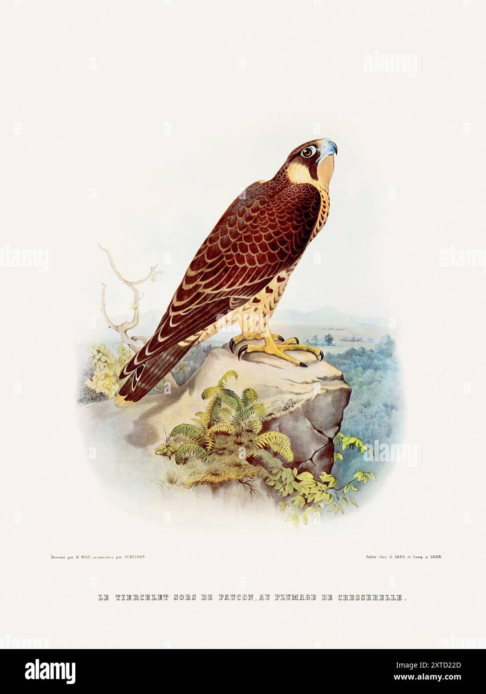 Vintage falconry illustration from a French book published in the mid ...