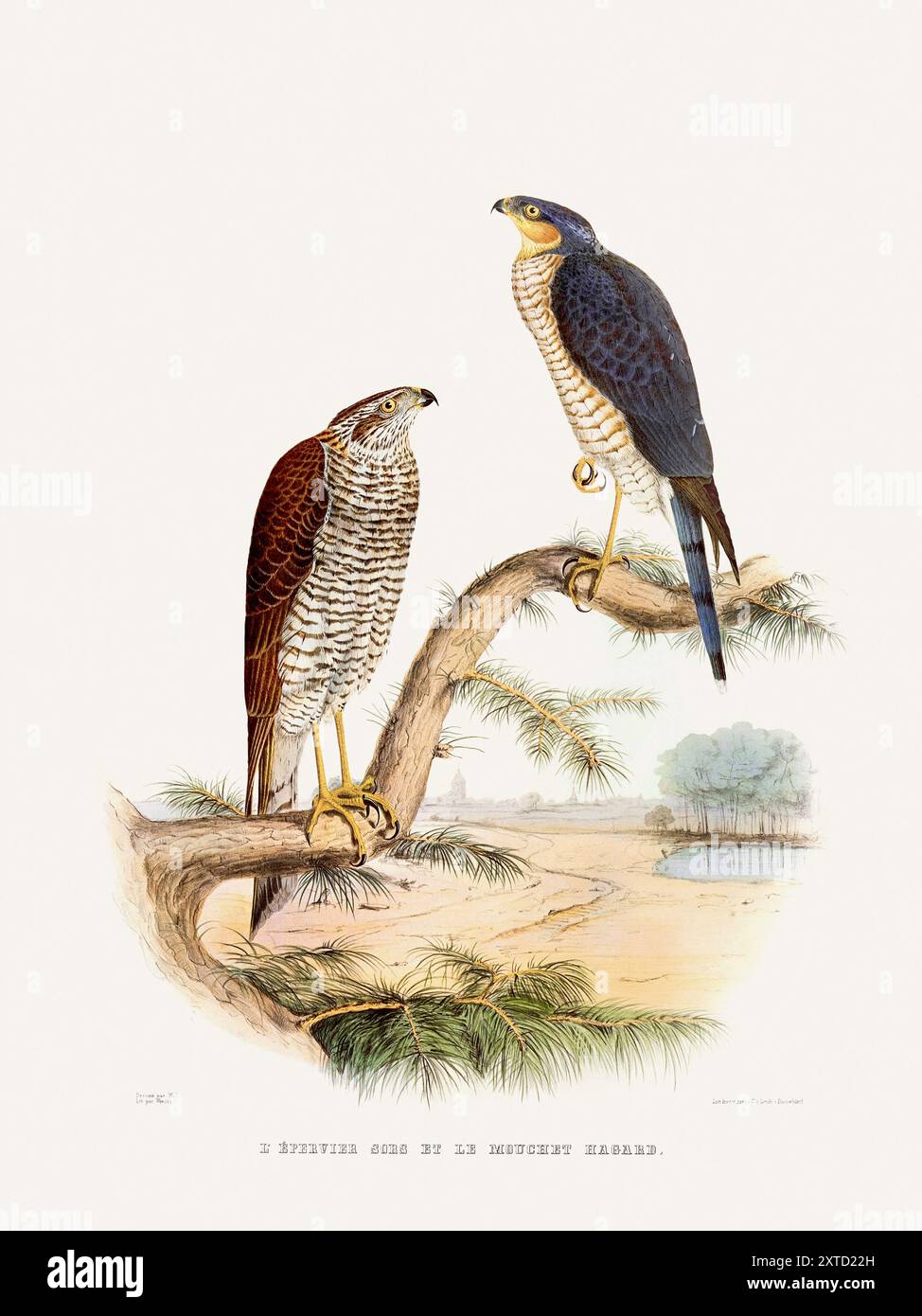 Vintage falconry illustration from a French book published in the mid ...