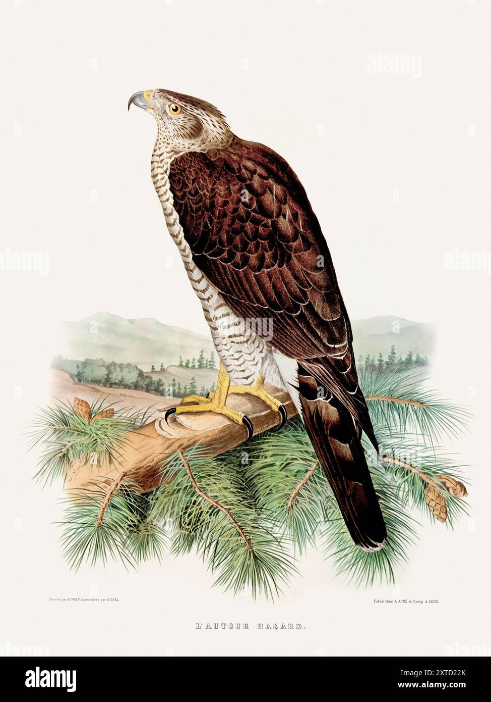 Vintage falconry illustration from a French book published in the mid ...