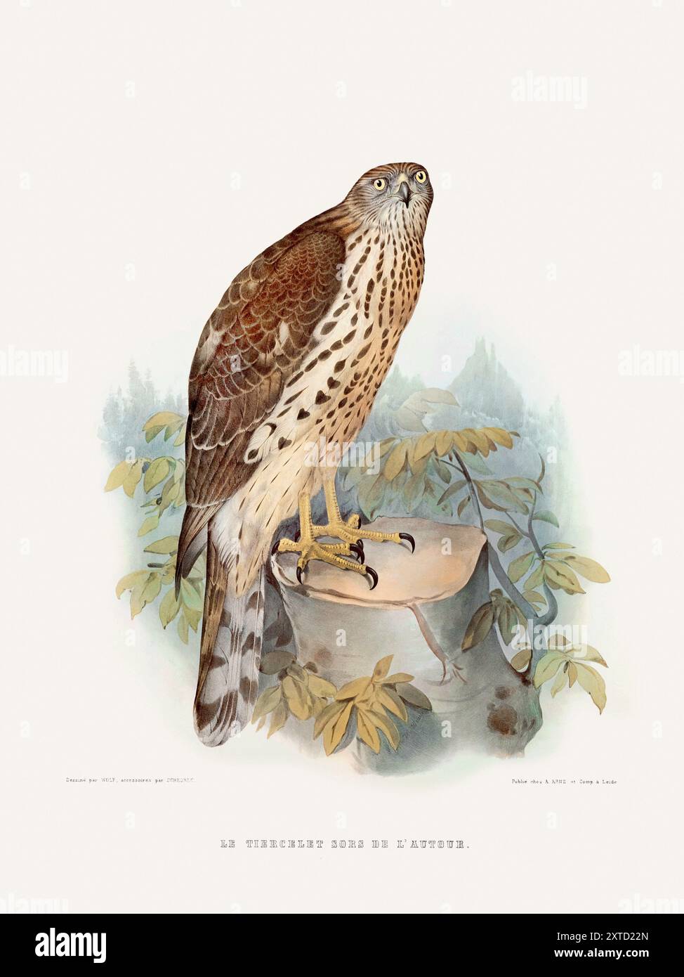 Vintage falconry illustration from a French book published in the mid ...