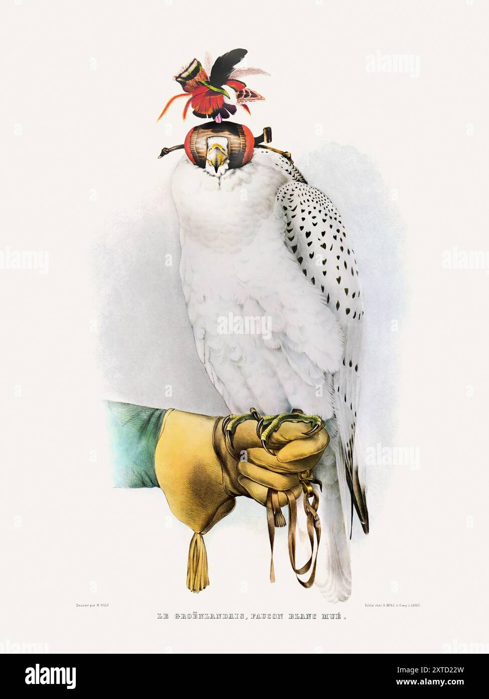 Vintage falconry illustration from a French book published in the mid ...