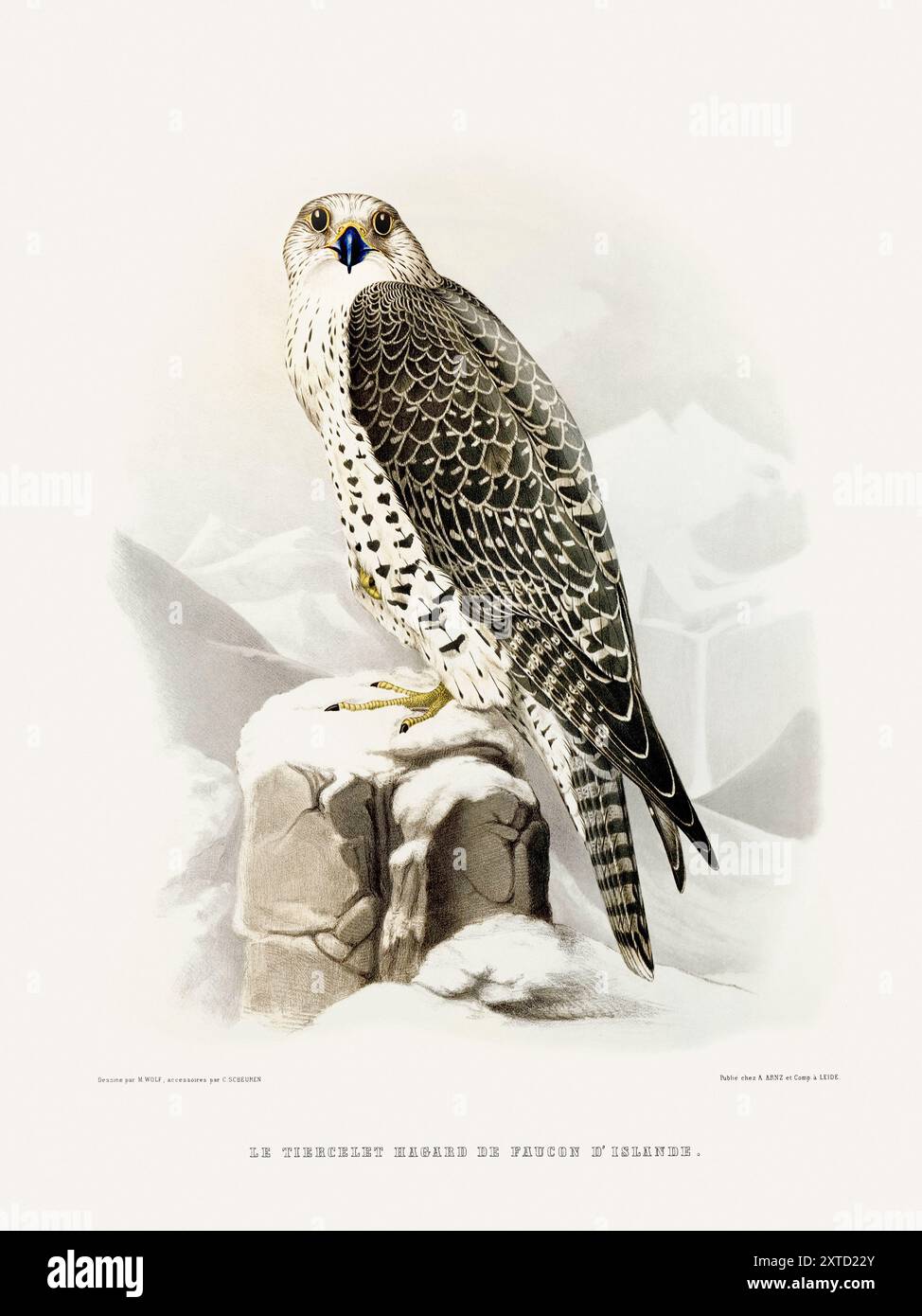 Vintage falconry illustration from a French book published in the mid ...