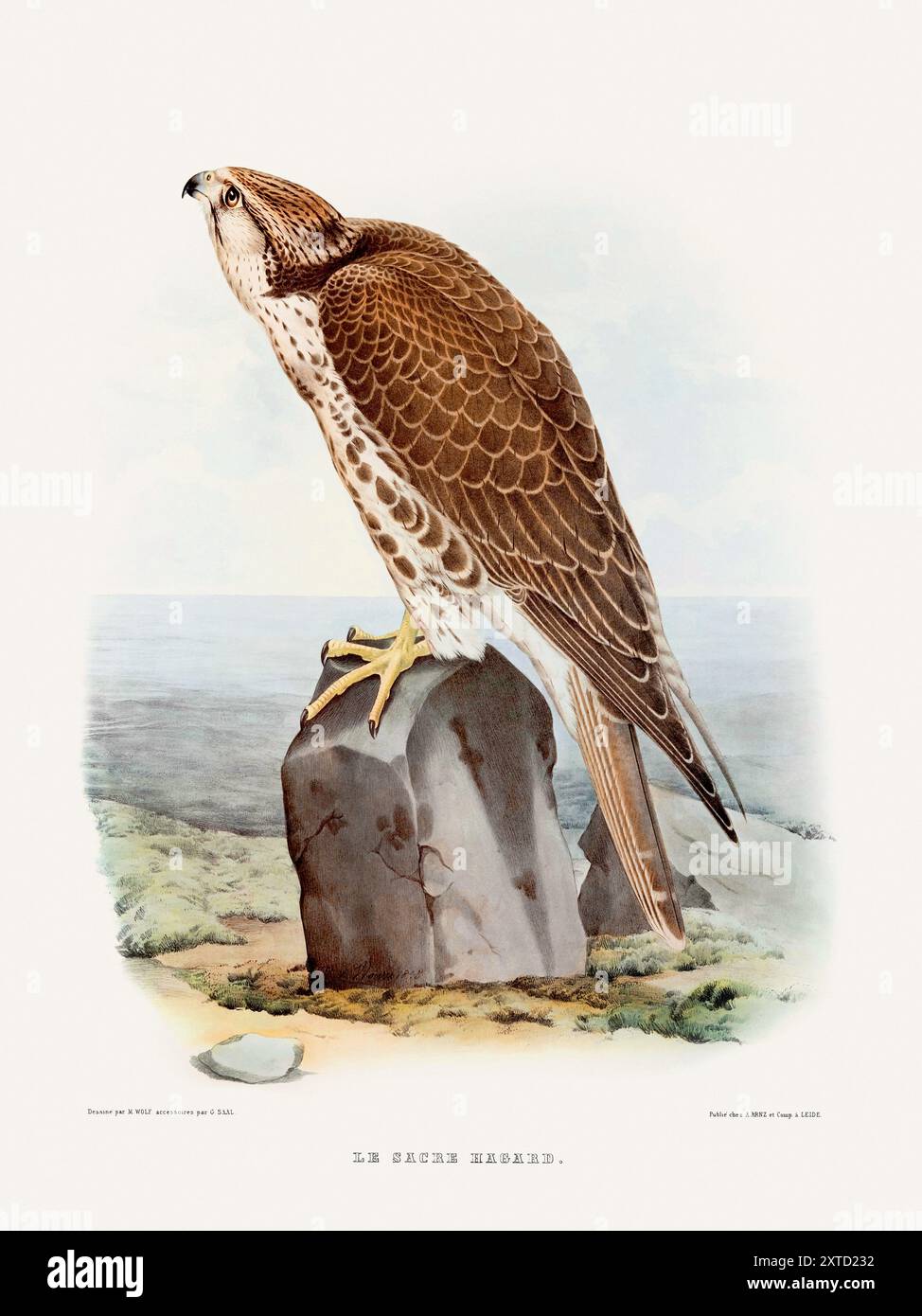 Vintage falconry illustration from a French book published in the mid ...