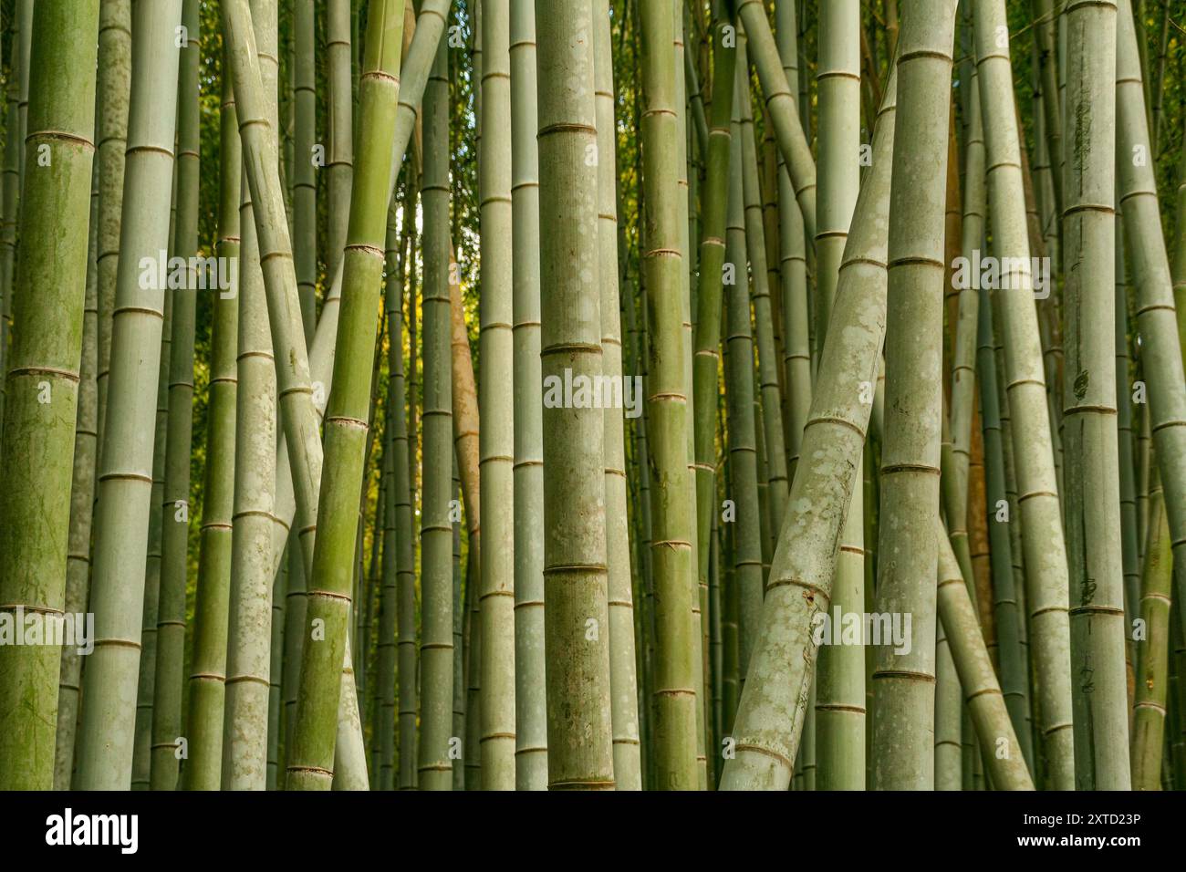 Kyoto, Japan - 4th March 2018 - Tall green bamboo stalks rising in ...