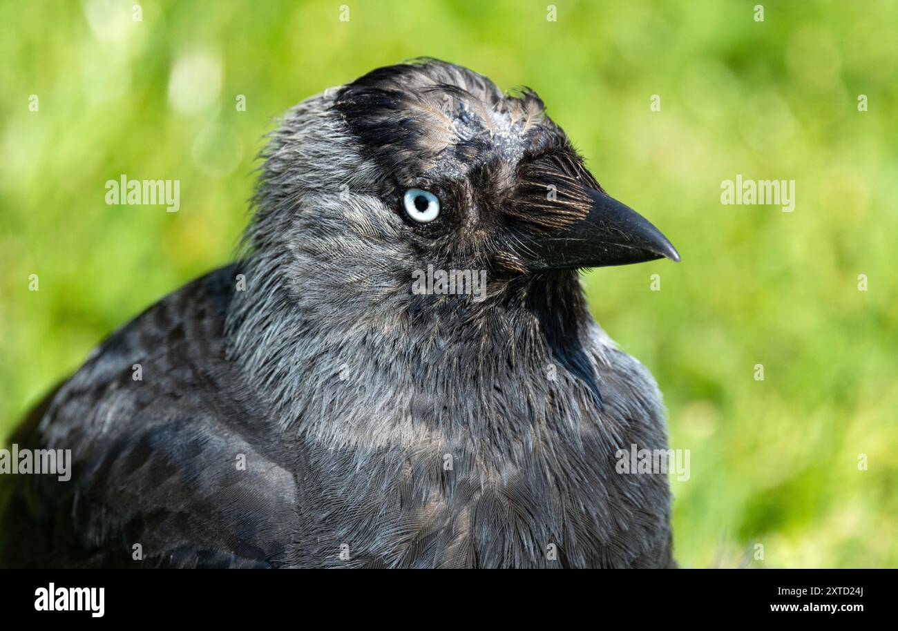 Smallest of the UK's crow family, the Jackdaw is a common bird in town ...
