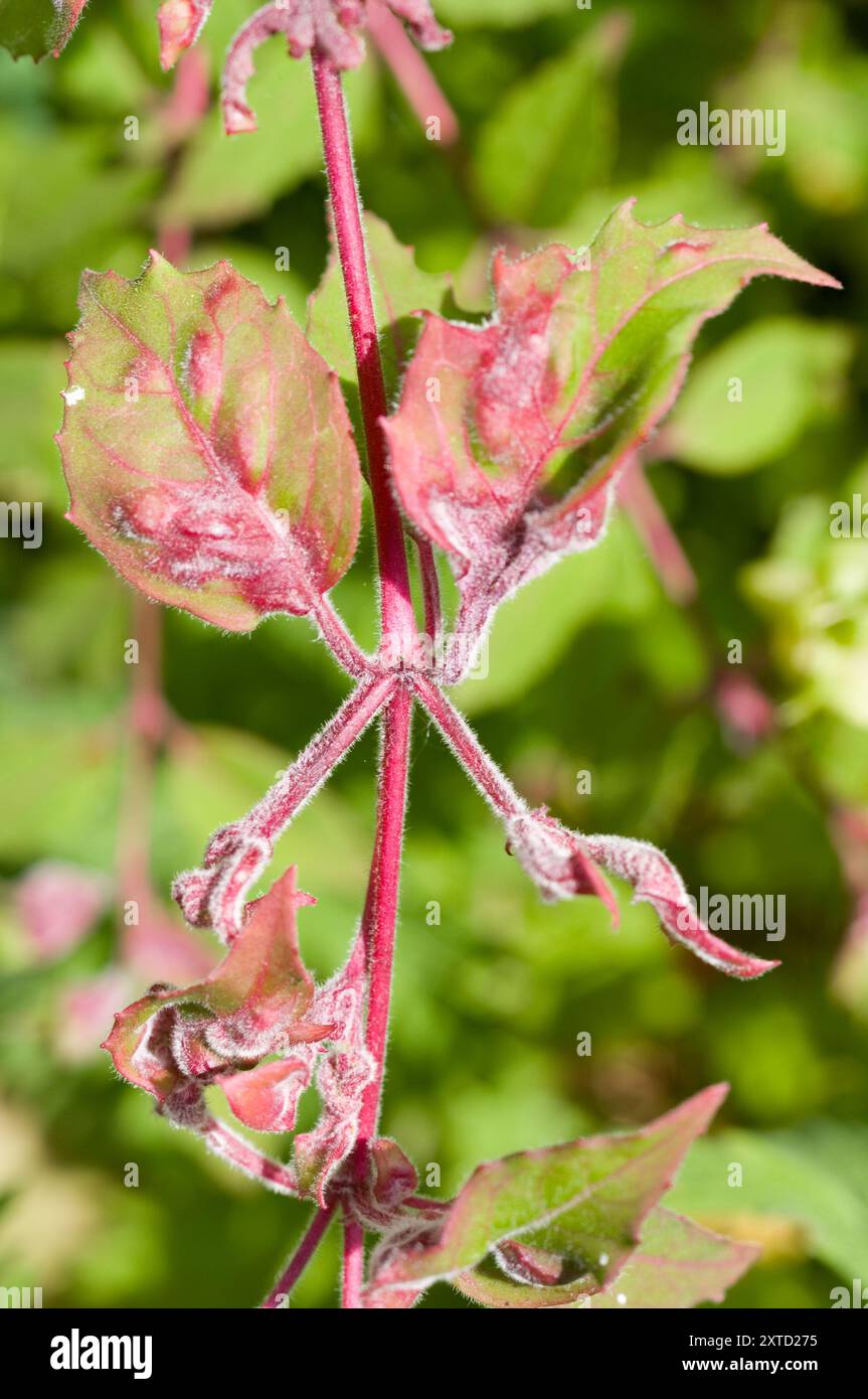 Fuchsia Gall Mite Stock Photo - Alamy