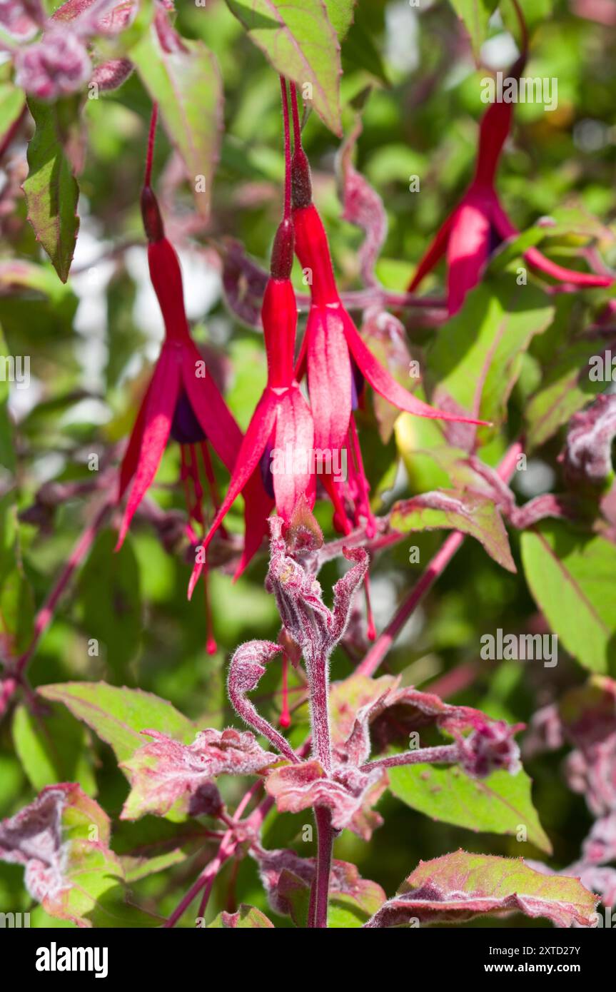 Fuchsia Gall Mite Stock Photo - Alamy