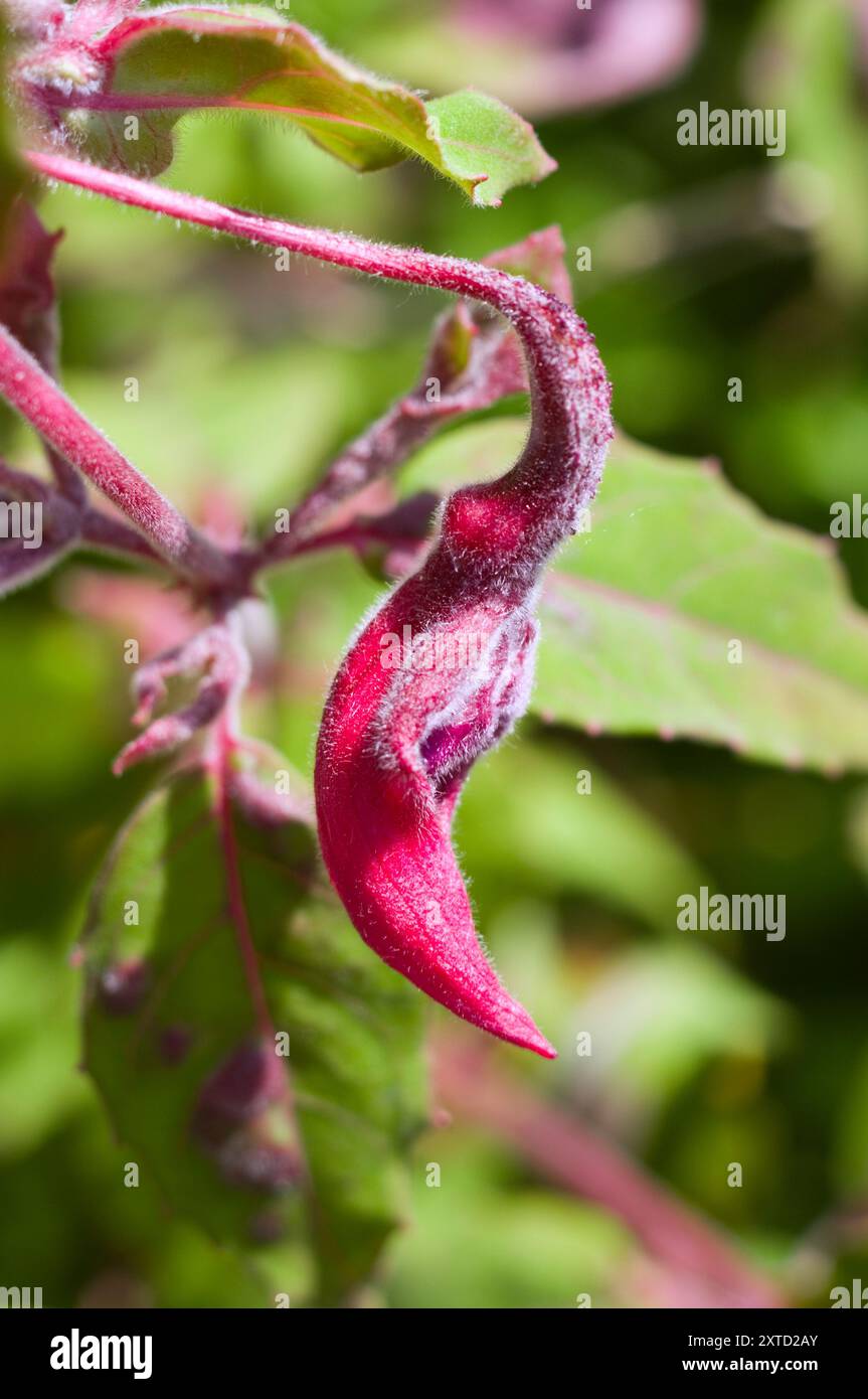 Fuchsia Gall Mite Stock Photo - Alamy