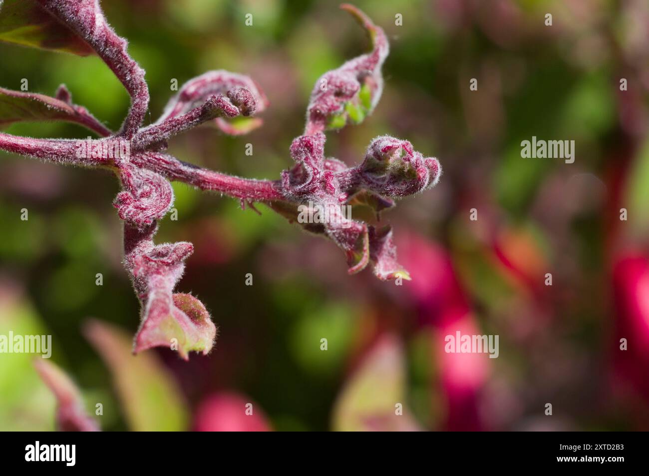 Fuchsia Gall Mite Stock Photo - Alamy