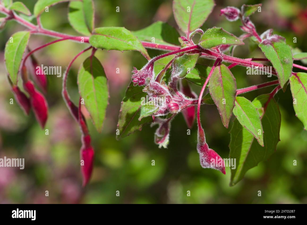 Fuchsia Gall Mite Stock Photo - Alamy