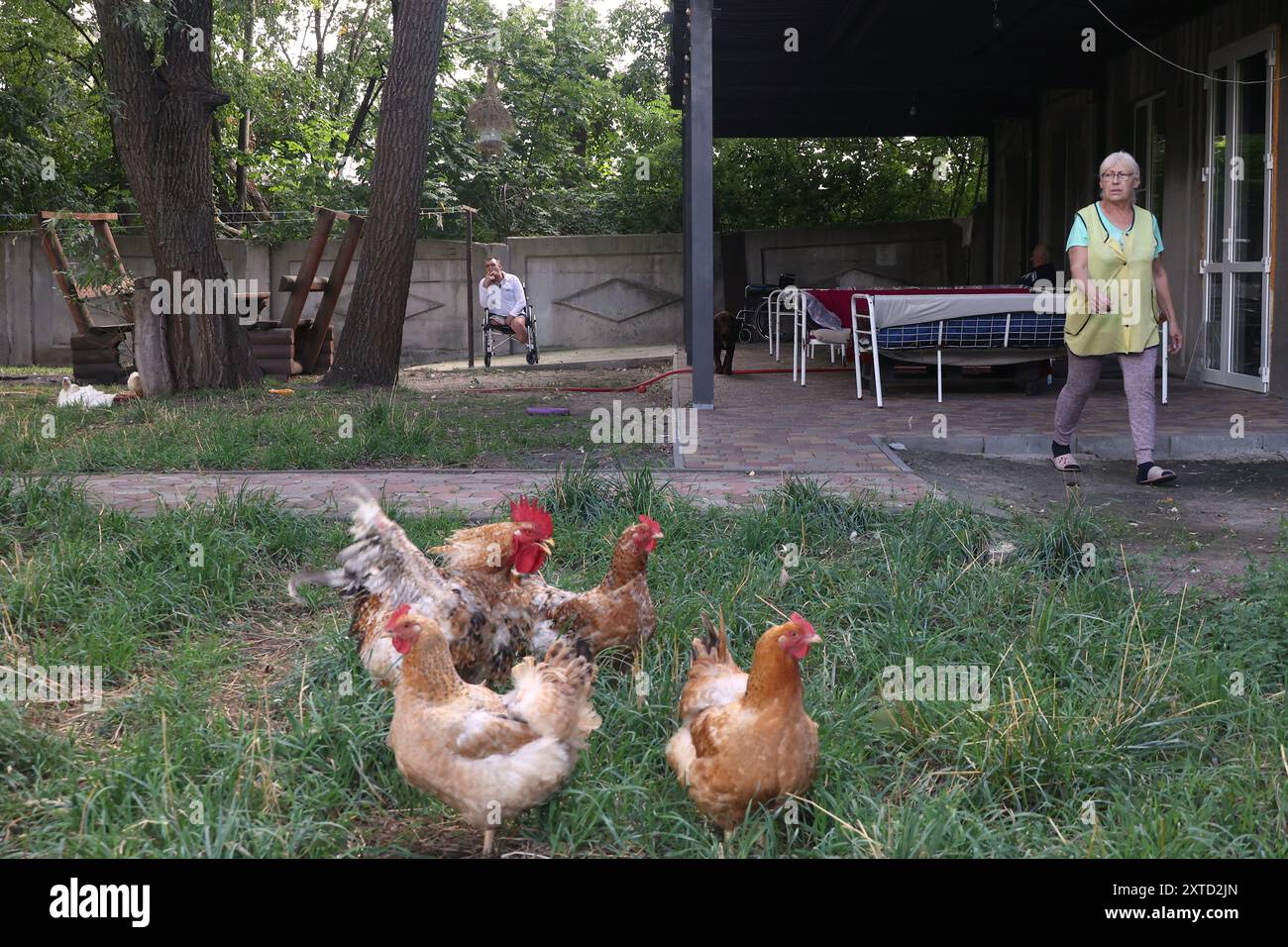 KHARKIV, UKRAINE - AUGUST 13, 2024 - Chicken live at the Big Family ...