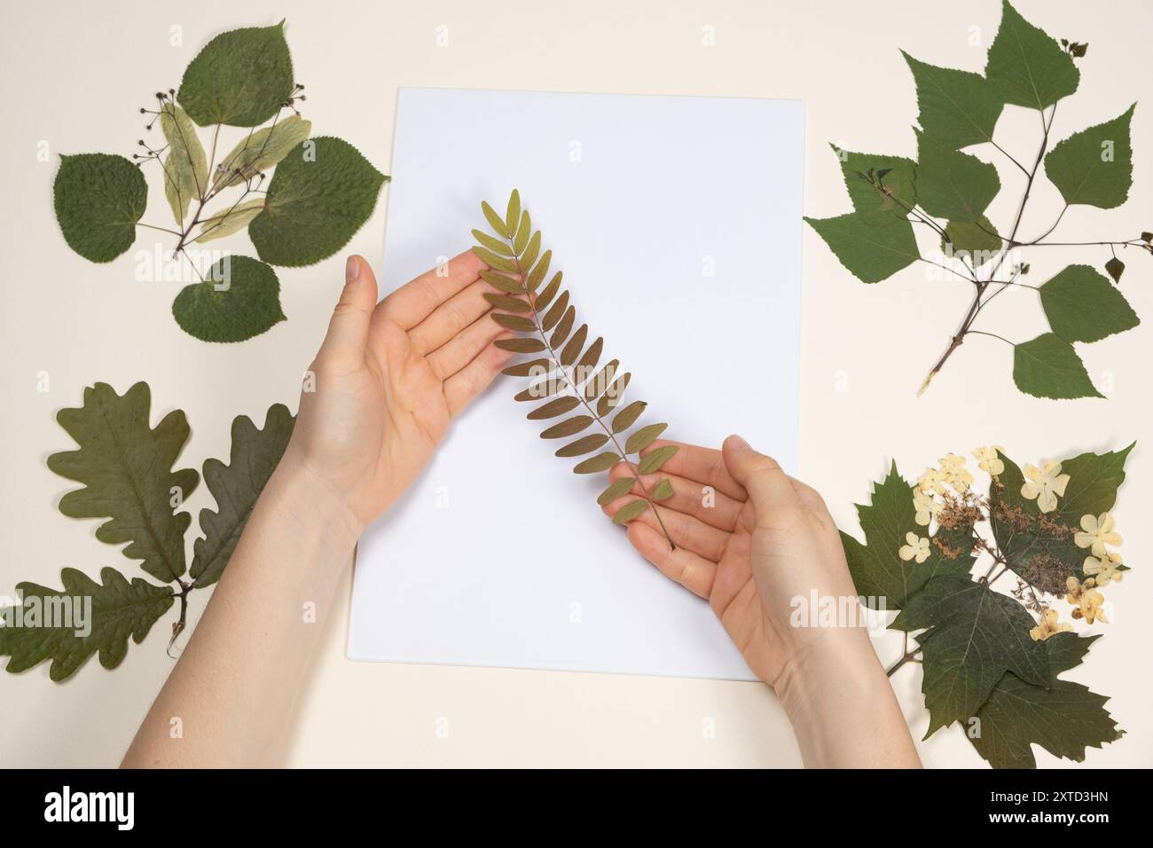 American honey locust gleditsia triacanthos hi-res stock photography ...