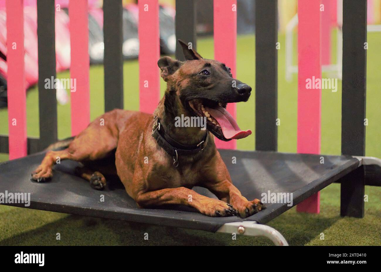 A brown, female, Belgian Malinois dog, laying down on a bed, looking ...