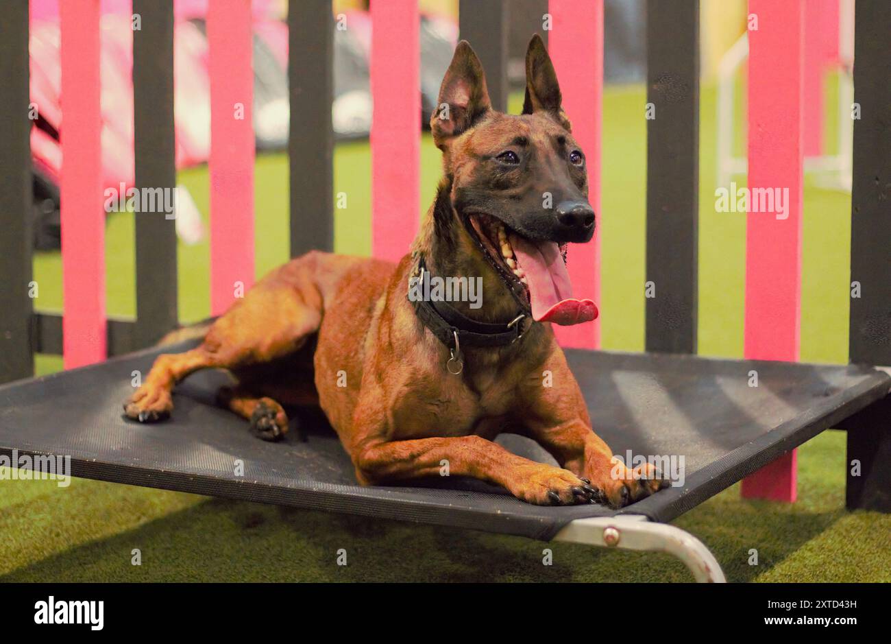 A brown, female, Belgian Malinois dog, laying down on a bed, looking ...