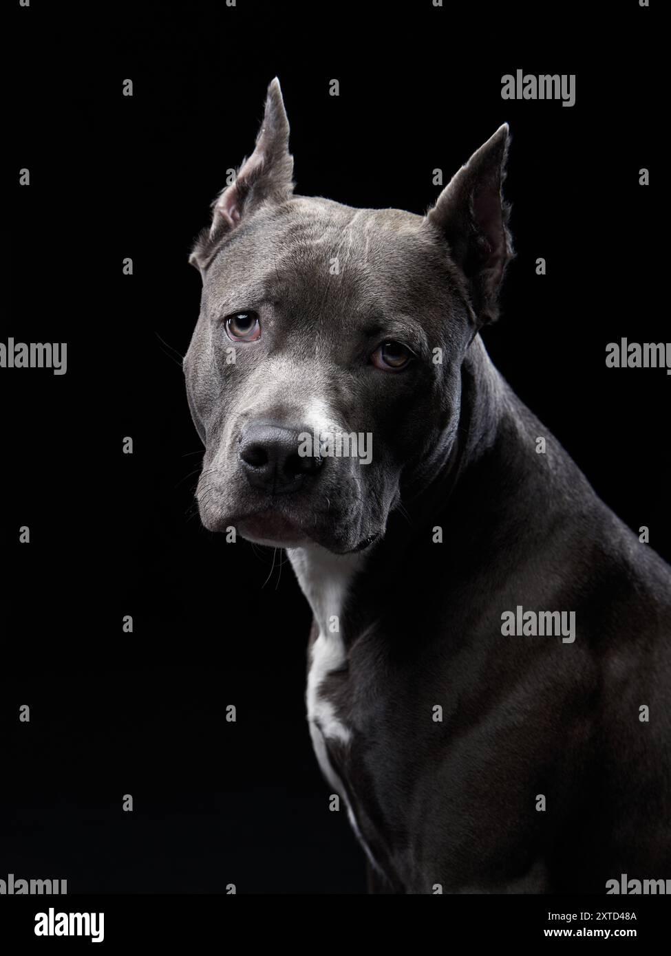 A Pit Bull dog poses with a stoic expression against a black background ...