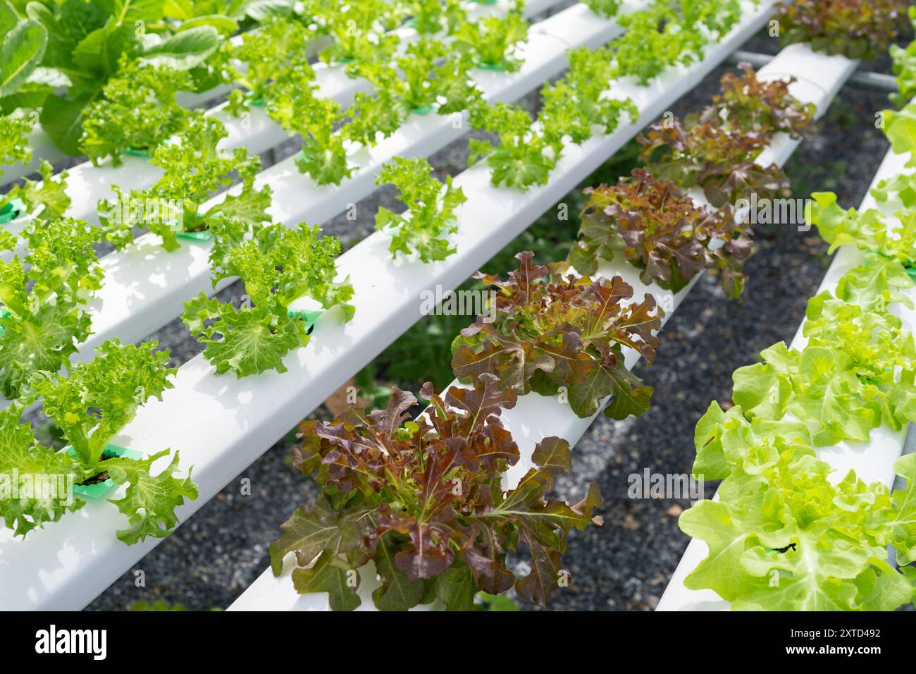 hydroponic salad farm grows leafy greens using a soilless system ...