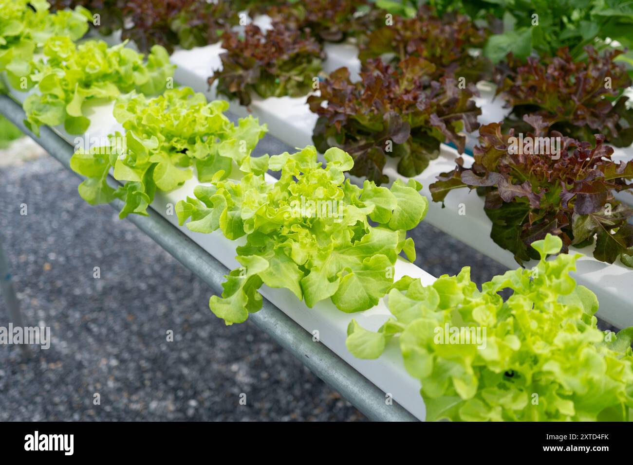 hydroponic salad farm grows leafy greens using a soilless system ...