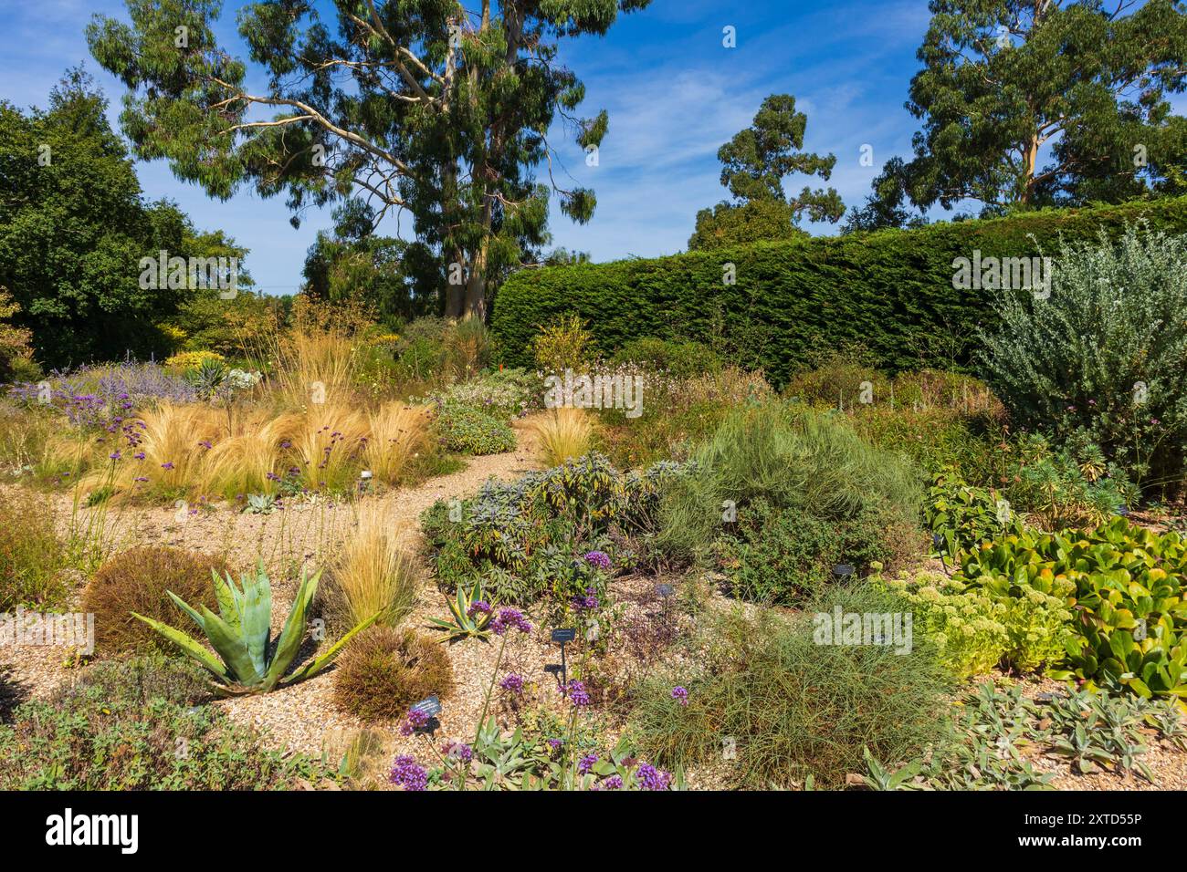 A Garden Utilising Drought Resistant Plants with Perfect Example of a ...