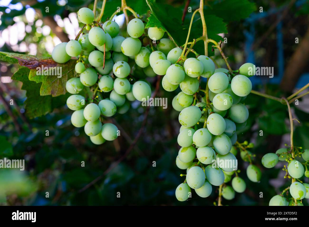 Two fruit bunches hi-res stock photography and images - Alamy