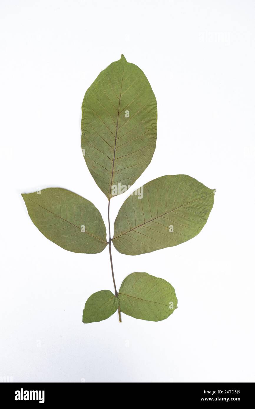 Dried walnut tree leaves, herbarium on white background, top view Stock ...