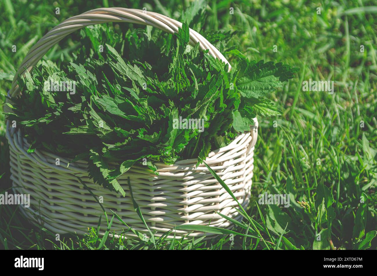 Nettle sting on young hi-res stock photography and images - Alamy