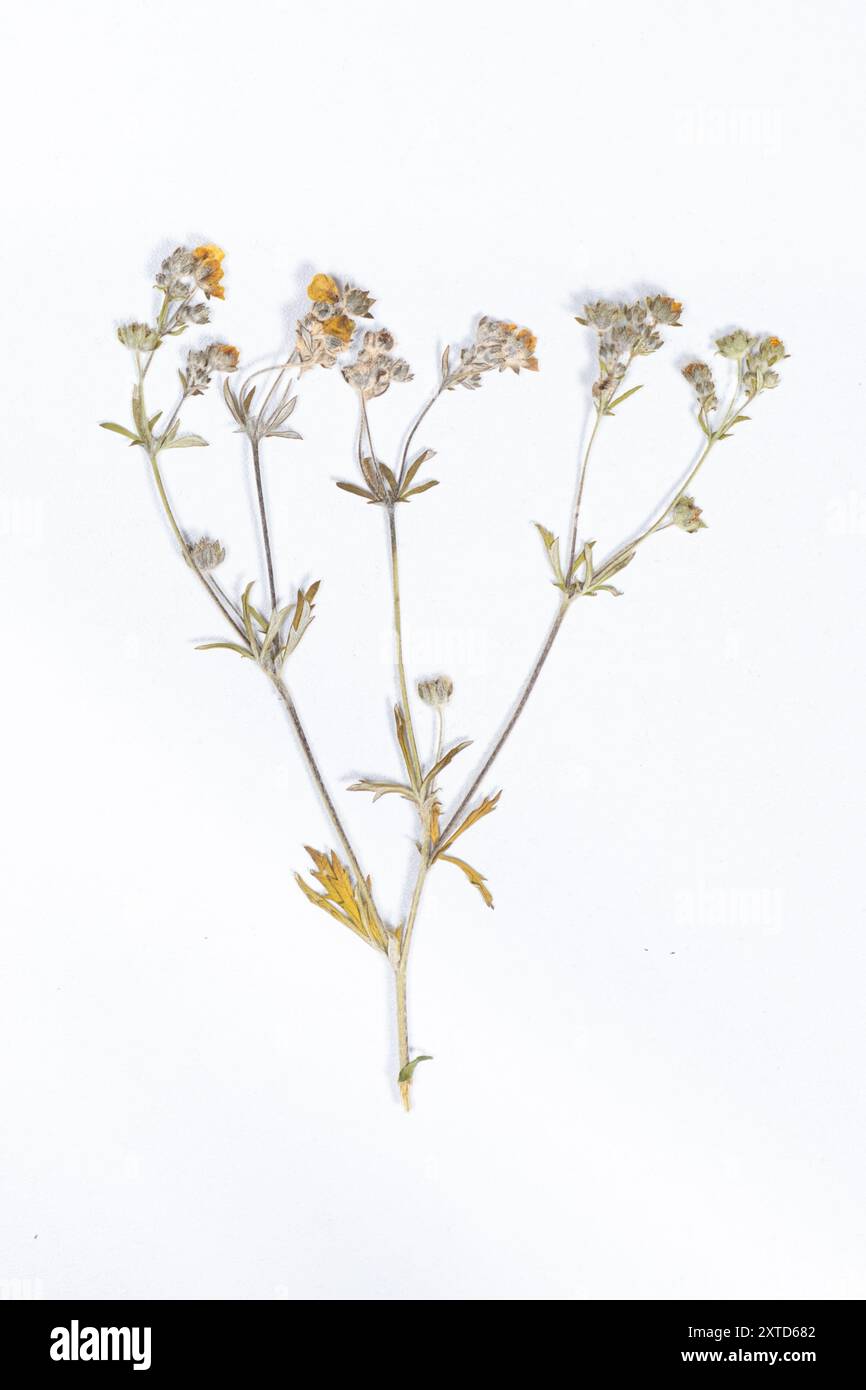 Buttercup caustic hi-res stock photography and images - Alamy