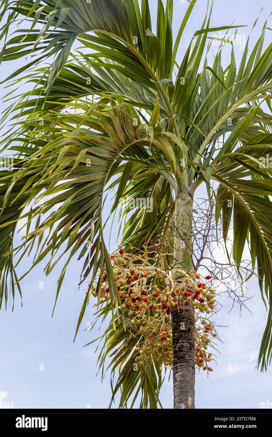 Peach palm bactris gasipaes fruits hi-res stock photography and images ...