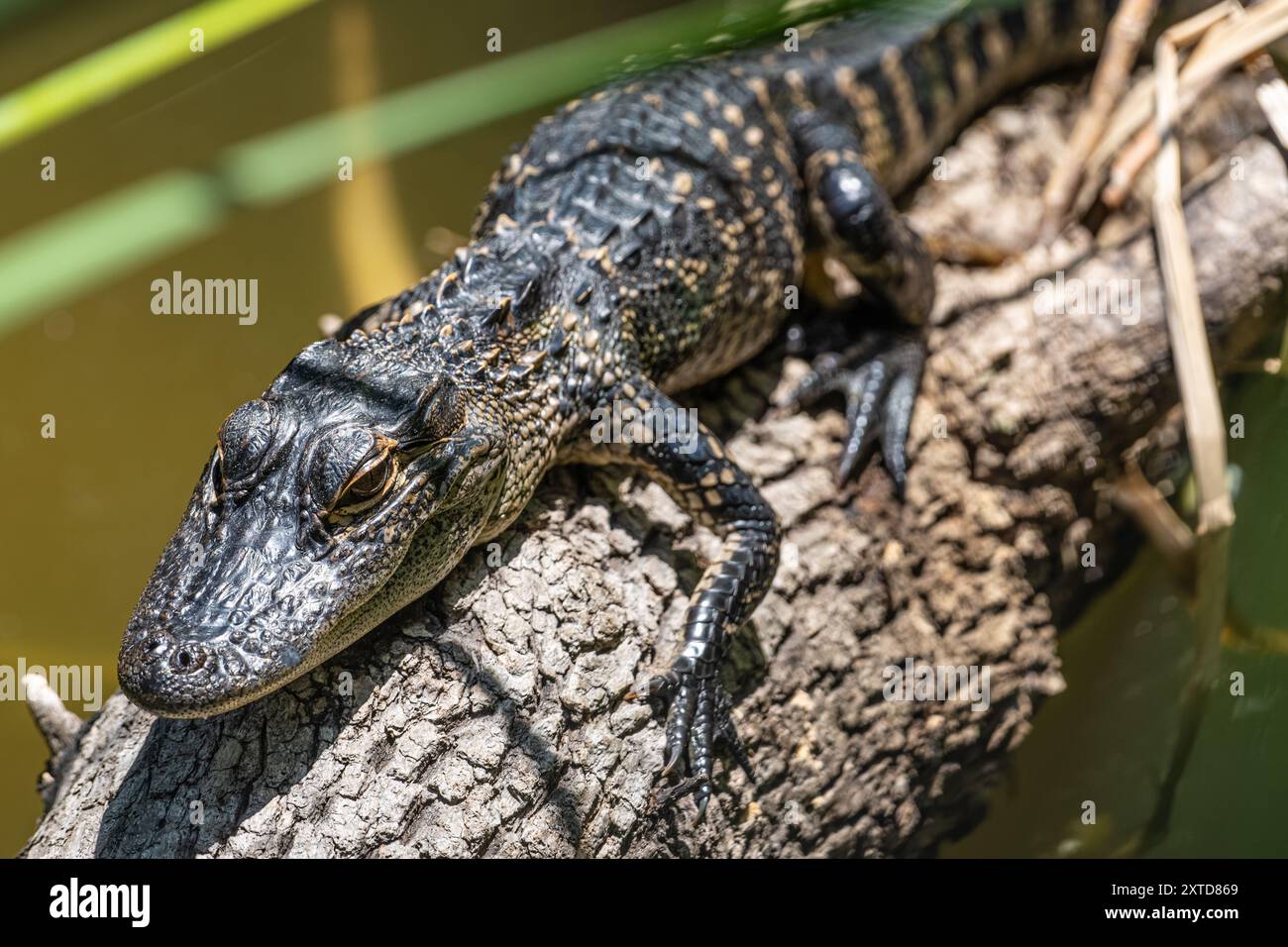 Juvenile alligator (Alligator mississippiensis) sunning on a log along the shoreline of Lake ...