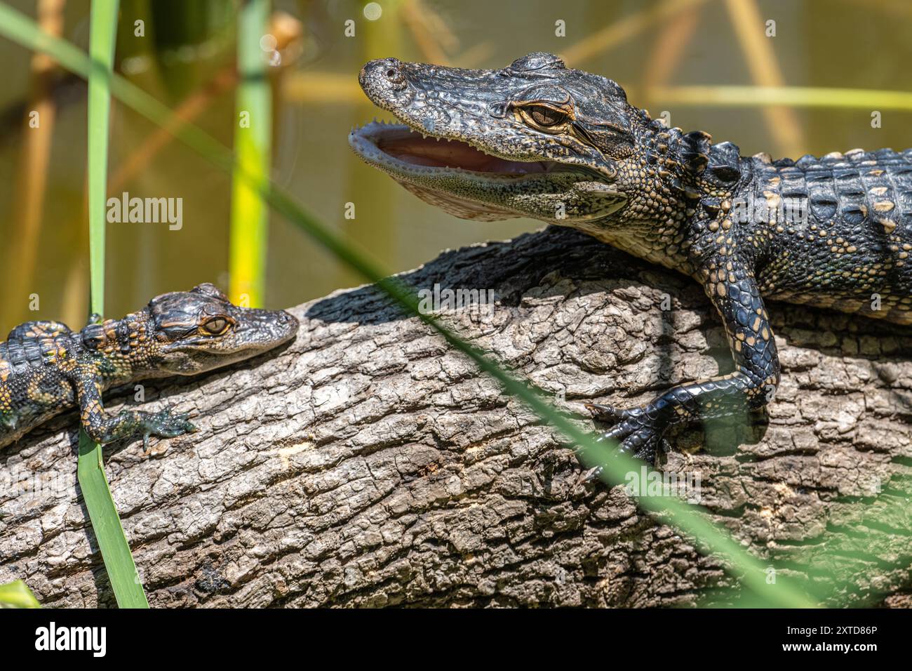 Baby alligators sunning on a log along the Lake Apopka shoreline at Oakland Nature Preserve in ...