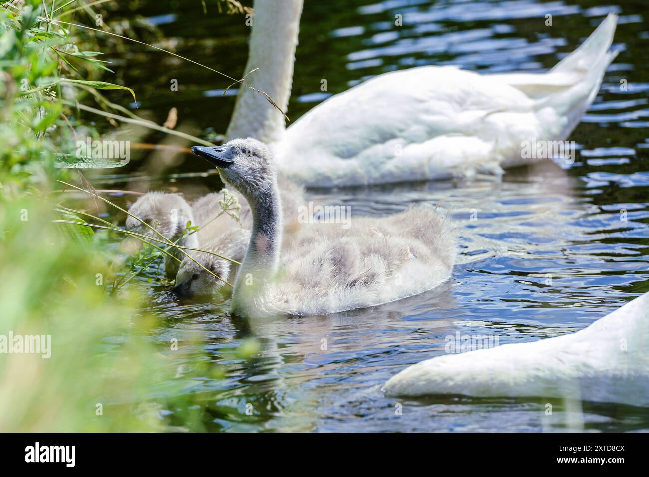 Swans swimming in the Leeds Liverpool canal in Rodley with Cygnets ...